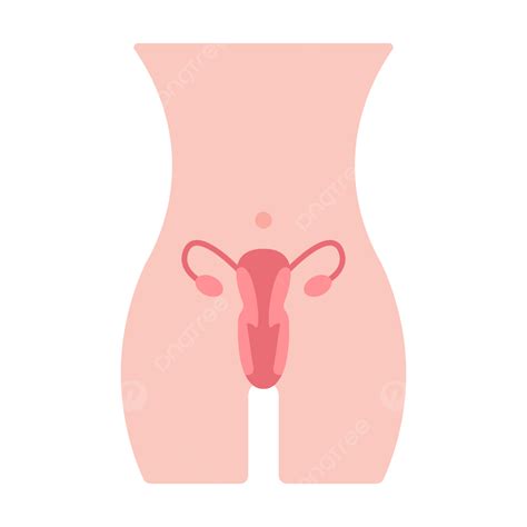 Vectores Vaginales Png Dibujos Vagina Cuerpo Organo Png Y Vector