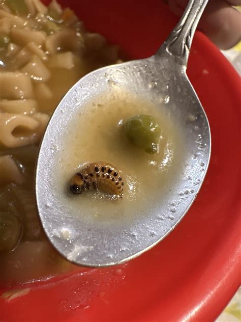 Whats This Worm In My Soup R Whatsthisbug