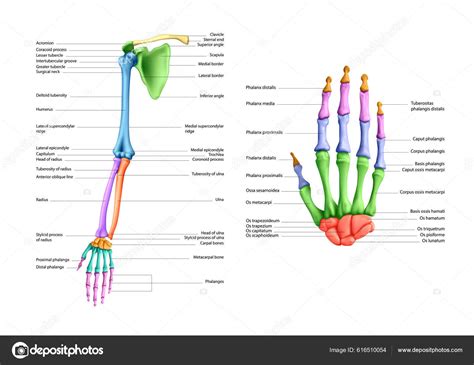 Diagrama De Huesos De La Mano Humana