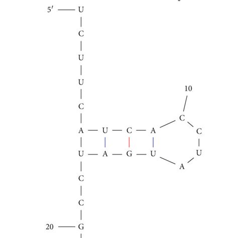 Sirna Validation A Secondary Structure Of The Sirna By Mfold Web Download Scientific Diagram