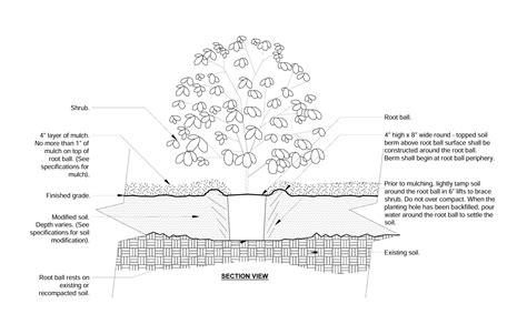 Planting Site Prep And Installation Plants In The Landscape
