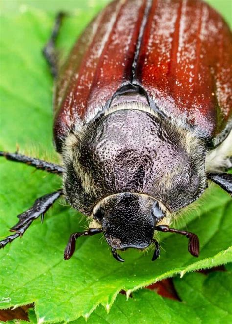 How To Get Rid Of June Bugs 8 Ways Traps Chemical Natural The Buginator