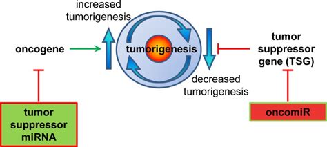 Oncogenes And Tumor Suppressor Genes Feedback Loop