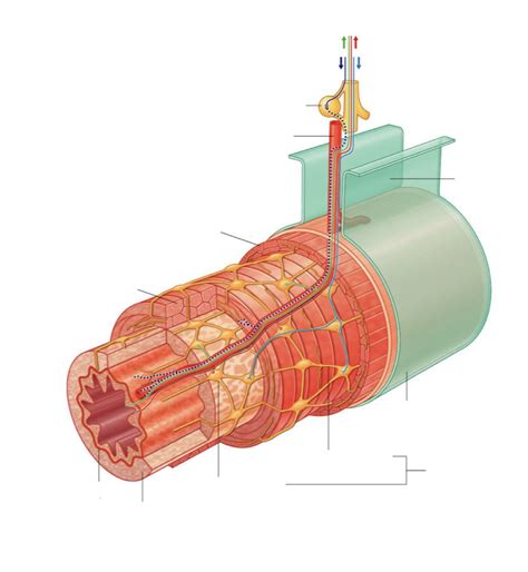 Enteric Nervous System Diagram Quizlet