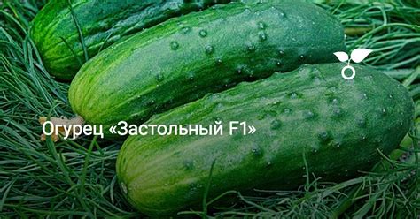 Огурец «Застольный F1» — Ботаничка