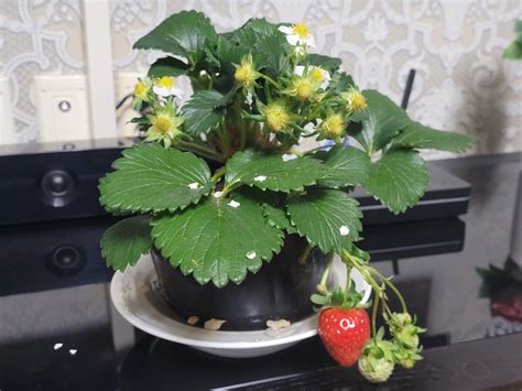 미생물 피토크롬 광형성 딸기 식물공장and수직재배 Band