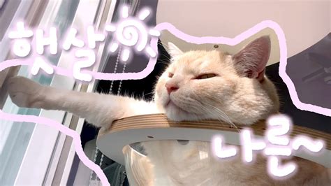 🍂 가을 햇살을 만끽하는 뚠띠 ໒꒱ ‧₊ Youtube