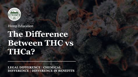 thca vs thc whats the difference nbkomputer