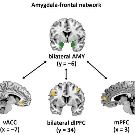 Amygdala Frontal Network Representation Of The Rois For The Analyses Download Scientific