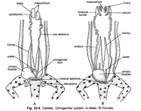 Reproductive System Of Garden Lizard Vertebrates Chordata Zoology