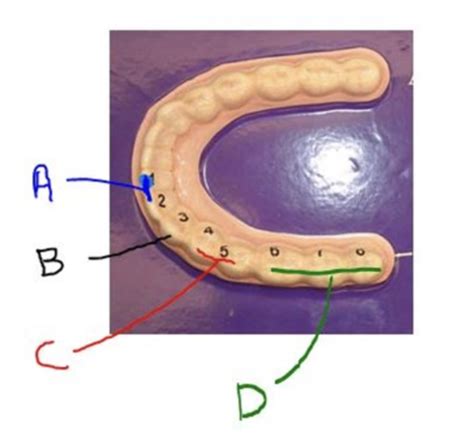 Teeth Tooth Flashcards Quizlet