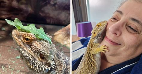 Leisurely Lizards Living Their Best Lives 18 Lizard Pics To Get Zen To