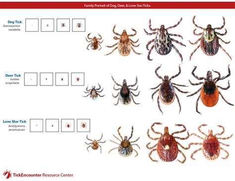 Field Guide To Ticks Tickencounter