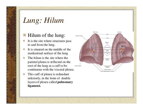 Lung Hilum Imaging Of Hila And Pulmonary Vessels Okzaa