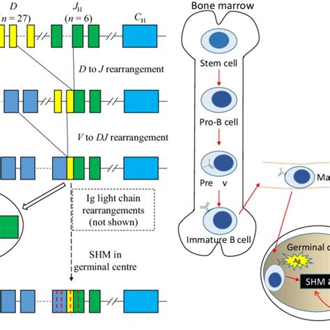 Pdf Molecular Detection Of Minimal Residual Disease In Multiple Myeloma