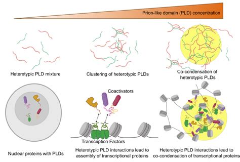 Schematic Illustration Of Heterotypic Pld Mediated Co Assemblies Download Scientific Diagram