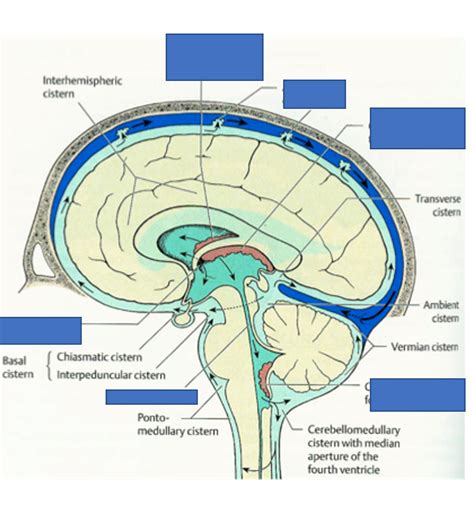 Diagram Of 2227 Csf 2 Quizlet