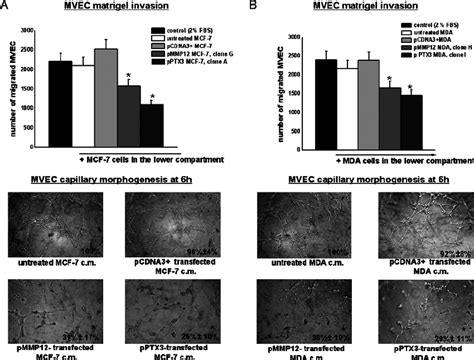 MMP And PTX Transfected Breast Carcinoma Cells Dependent Matrigel Download Scientific