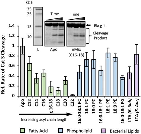 Influence Of Hydrophobic Cargo Binding On Endosomal Proteolysis