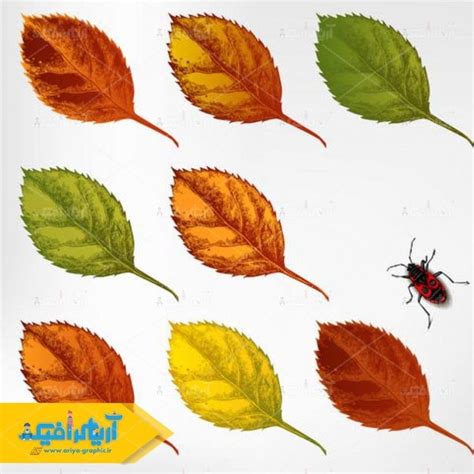 خرید و قیمت طرح وکتور لایه باز وکتور برگ های پاییزی رنگارنگ ترب