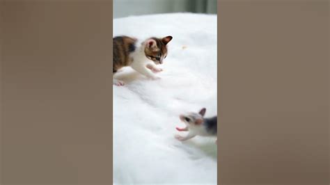 고양이와쥐 쥐 고양이 Youtube