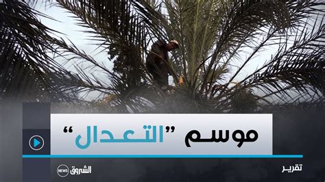 أولادجلال من أجل ضمان محصول جيـد انطلاق موسم التعدال في بساتين