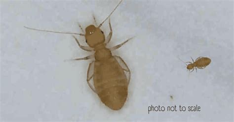 Basement Bugs Identification 12 Bugs Youll Find In A Basement