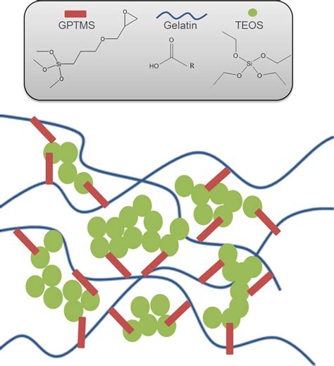 Schematic Of Predicted Hybrid Structure Download Scientific Diagram