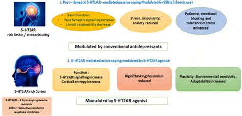 Model Of Brain Serotonin Function Download Scientific Diagram