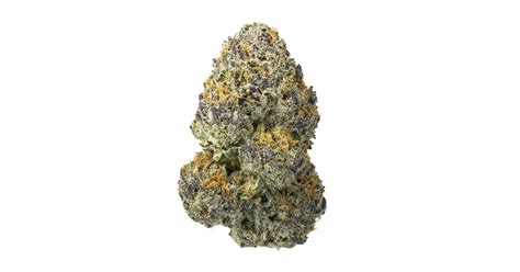 Sherb Biker Cannabis Strain Information Growdiaries