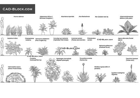 Shrubs Autocad File Vector Cad Drawings Shrubs Types Of Shrubs
