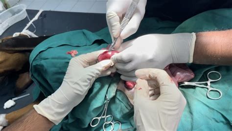 Surgical Affections Of Small Intestine Veterinary Regional Surgery