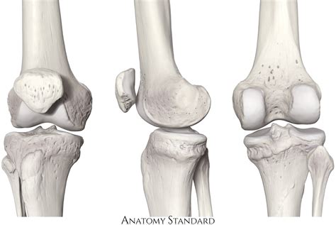 Patella Bone Diagram