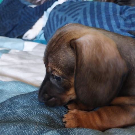 Two Male 8 Week Old Miniature Dutch Hound Puppies Puppies Junk Mail