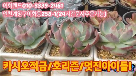 카시오적금엘샤사과꽃로잘리나 다남다육010 3339 2461 Youtube
