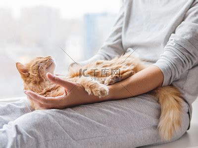 可爱的姜猫躺在女人的膝盖上高清摄影大图 千库网