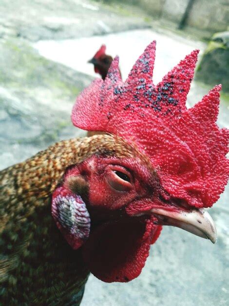 Premium Photo Cock Head Comb