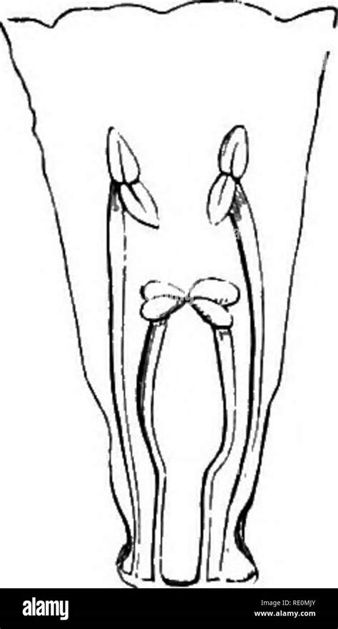 A Manual Of Botany Botany Fuj 381 One Of The Bundles Of Stamens