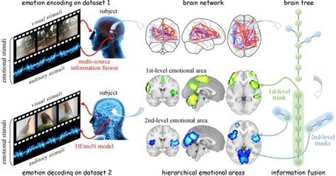 人的情绪如何产生？最新研究揭秘情绪的大脑机制—新闻—科学网