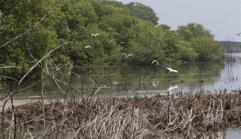 El Estado De Los Mangles De Ecocampus Sembrados En La Ciénaga Grande