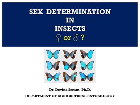 Sex Determination In Insects Pdf Infertility Reproductive Health