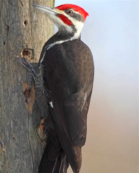 Male Vs Female Woodpeckers In 22 Different Species