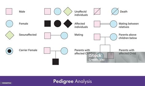 Genetic Pedigree Symbols Pedigree
