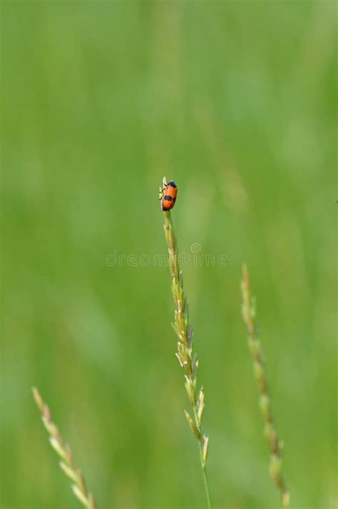 Bug On Twig Stock Image Image Of Fresh Babe Happy 117473745