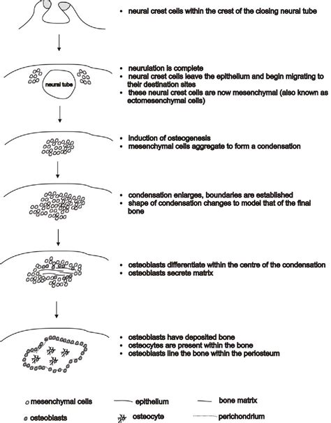 Endochondral Ossification Vs Intramembranous Ossification