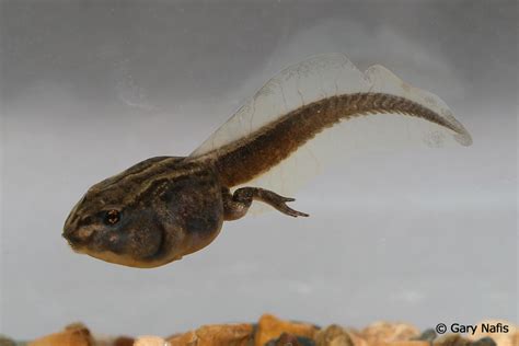 Tadpoles And Metamorphs Of Hurters Spadefoot Scaphiopus Hurterii