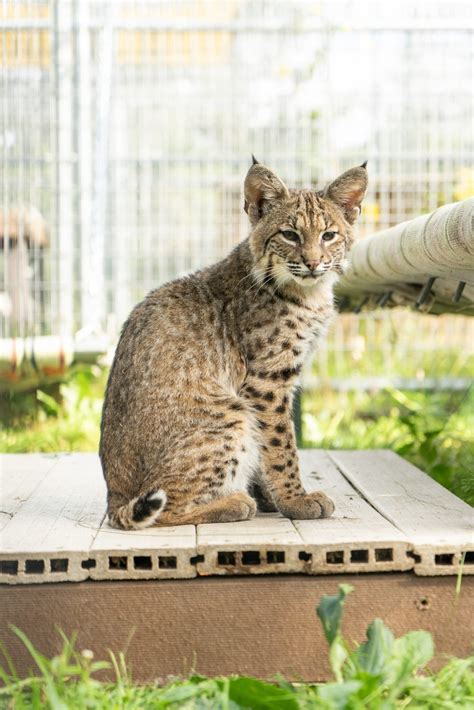 Wildcat Sanctuary Seeking Donations To Help Care For Rescued Bobcat