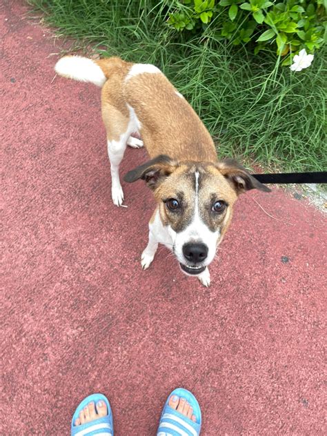 테리어믹스견 박이 강아지 책임분양 ♥ 강아지입양 고양이입양 유기견입양센터 아이조아요양보호소