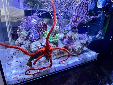 My Pico Tanks R Picoreef