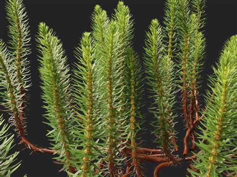 Hippuris Vulgaris Common Mares Tail Highpoly And Low Poly 3d Model